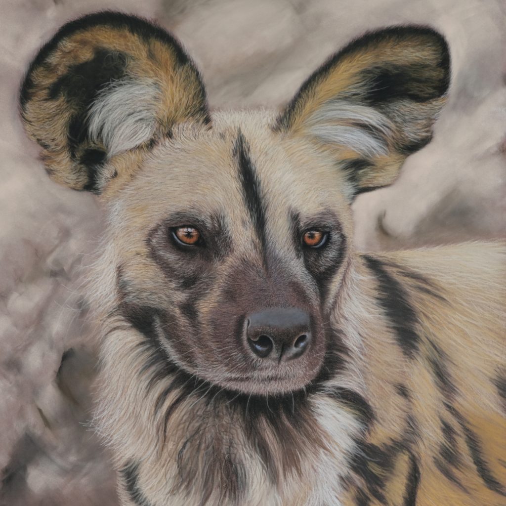 African Wild Dog 445 x 445 - Jaci Hogan Art